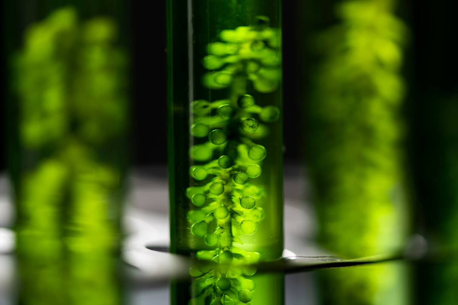 Biodiésel de microalgas - Energia Evoluciona
